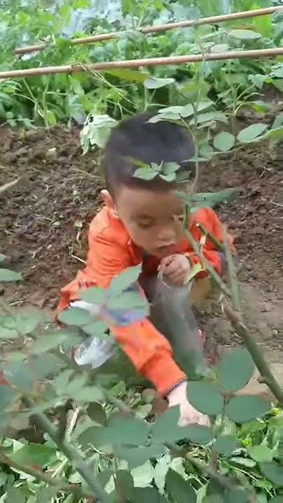 Tũn nhổ cỏ - YouTube