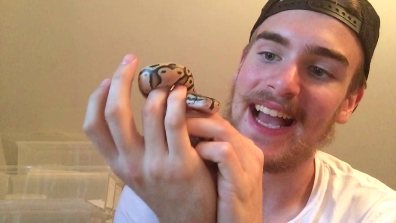 Hatching Ball Pythons - YouTube
