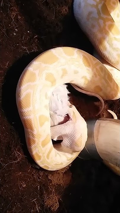 Karmienie pytona tygrysiego (burmese python feeding) - YouTube