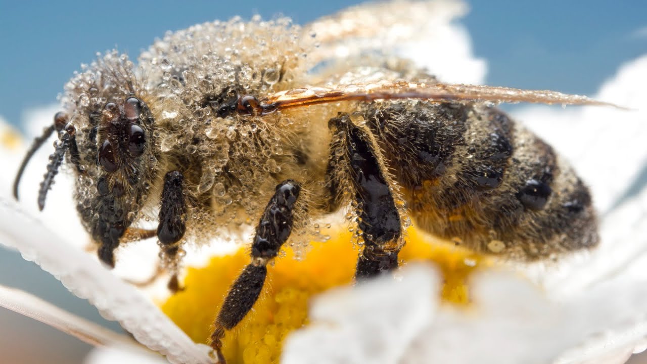 killer bee| 5 Africanized Bee Facts| What Do Africanized Bees Eat?| #animals - YouTube