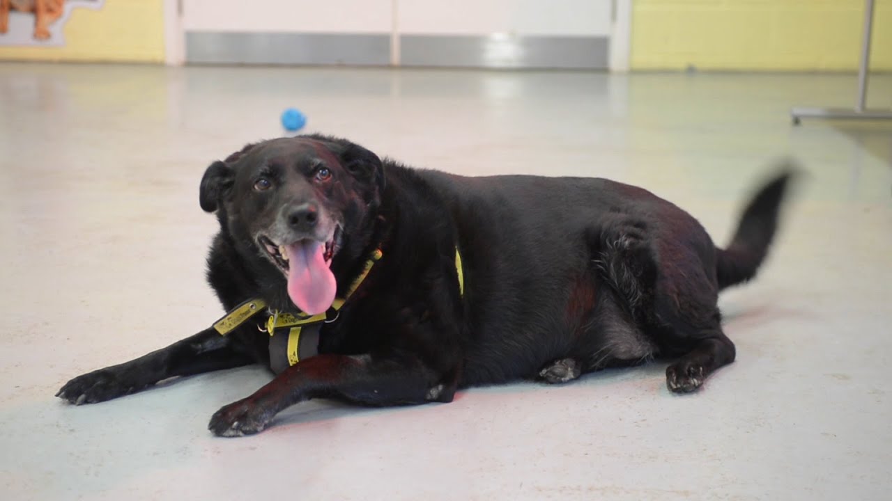 Britain's fattest Labrador, 'Dinky Dan', got stuffed by his owners ...