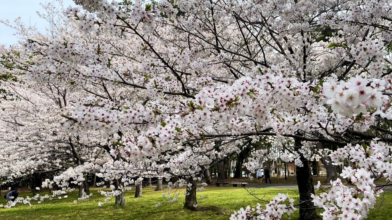 2024 Japan Cherry Blossom In Hamamatsu (Eli Kato Vlogs)#japanvlog #cherryblossom - YouTube