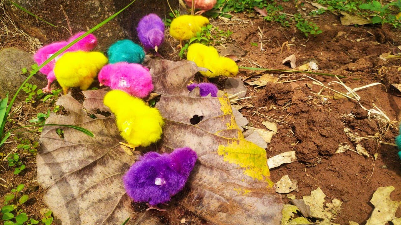 menangkap ayam lucu, ayam rainbow, ayam warna warni, ayam Teletubbies ...