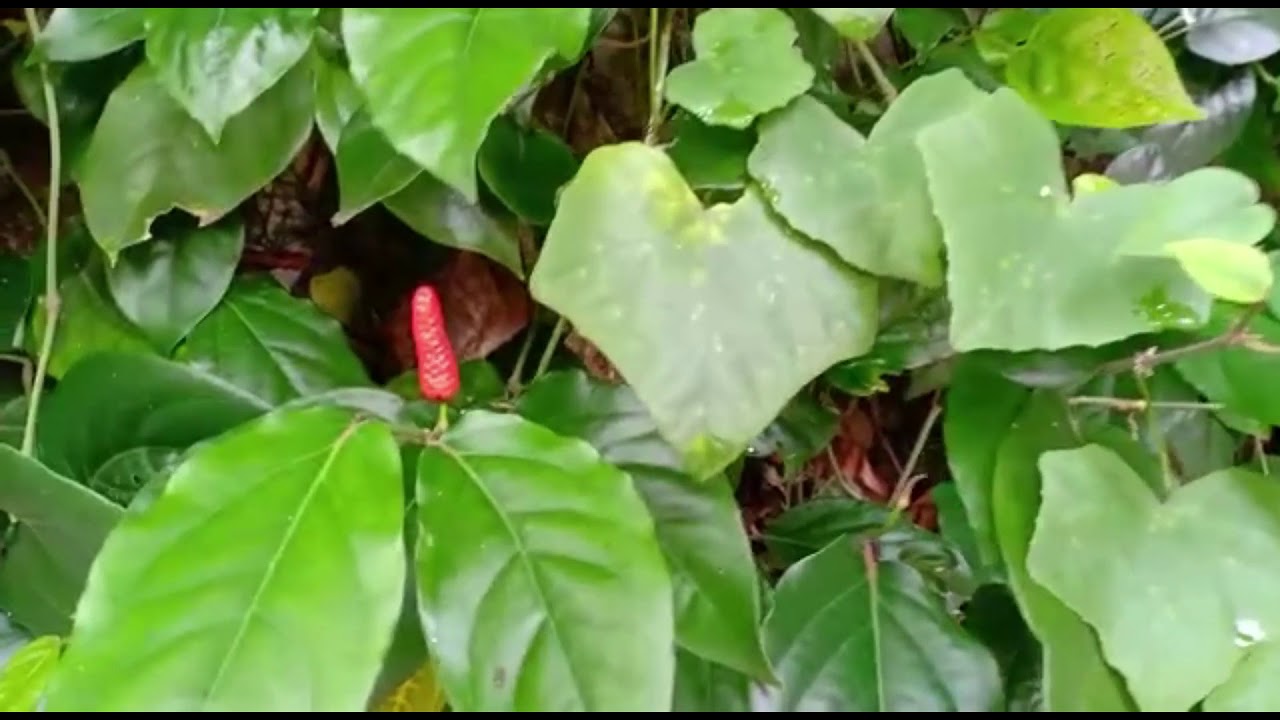 Cabai Rambat ( Tabia Bun) Bahan Sayur Yang Lezat. - YouTube