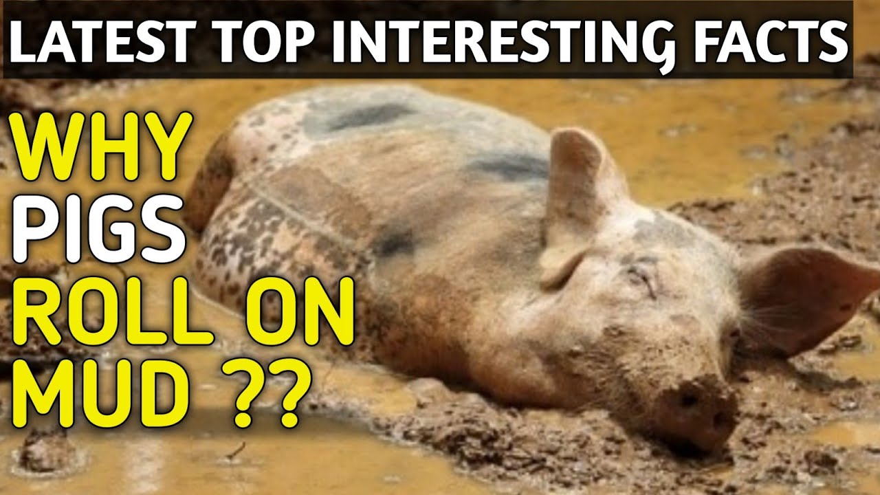 WHY PIGS ROLL ON MUD?? | LATEST TOP INTERESTING FACTS | BVN Nayak - YouTube