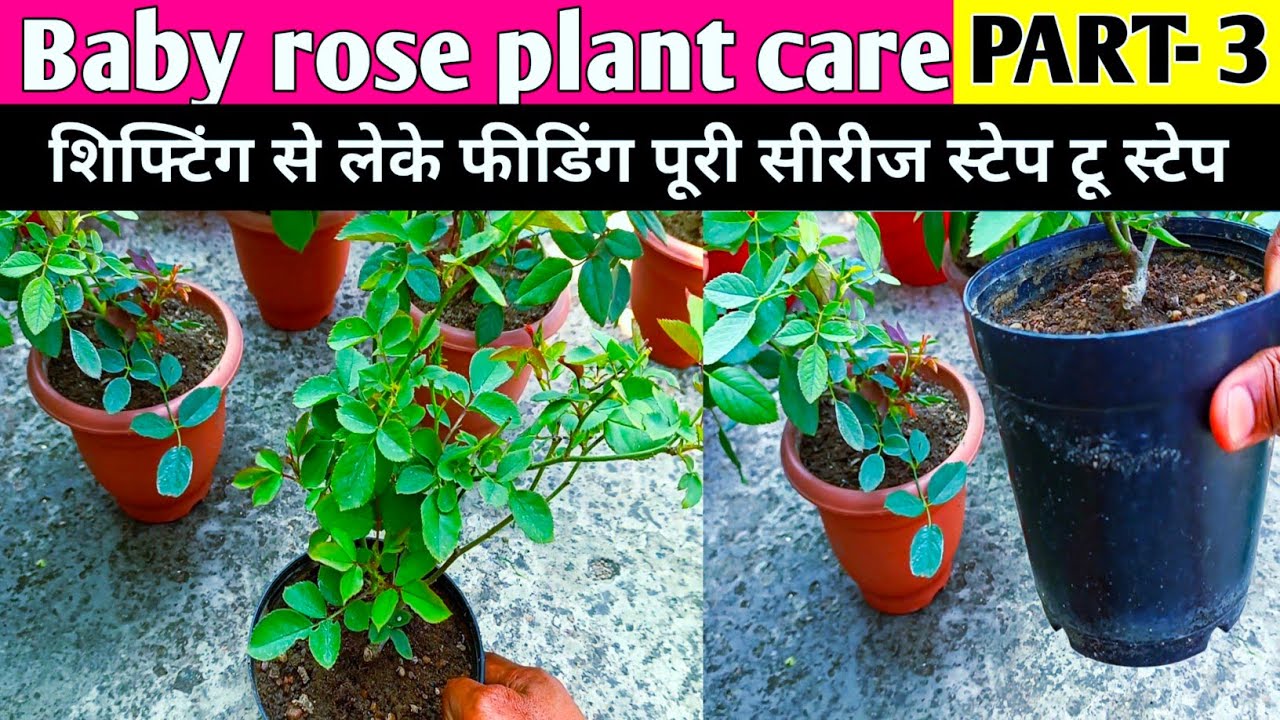 Baby rose plant feeding after 21 days || Rose plant growing tips for ...