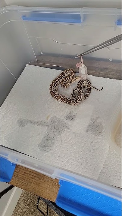 Feeding Baby Burmese Python - YouTube