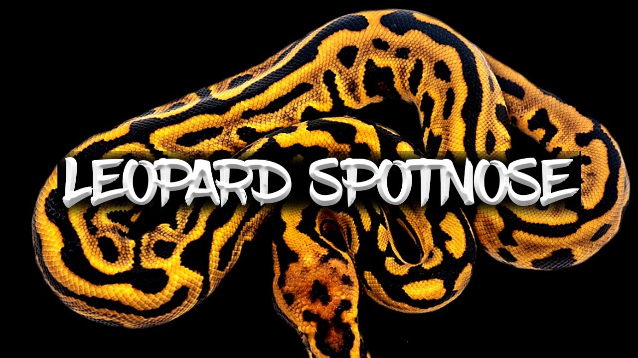 The 'Leopard Spotnose' Ball Python - YouTube