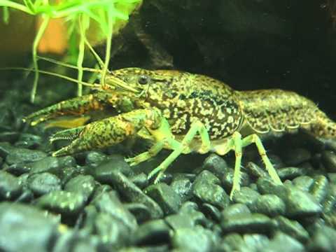 Marbled self-cloning crayfish in a shrimp tank - YouTube