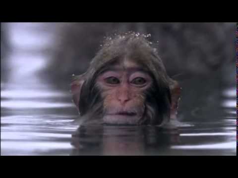 maymunlar da kast sistemi