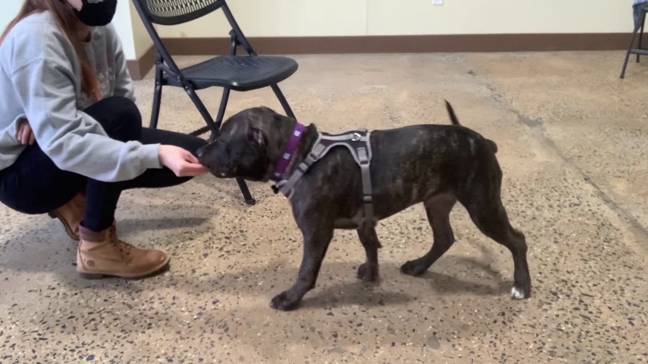 Maria The Dog Trainer & Cooper M. 12/28/2020 - YouTube