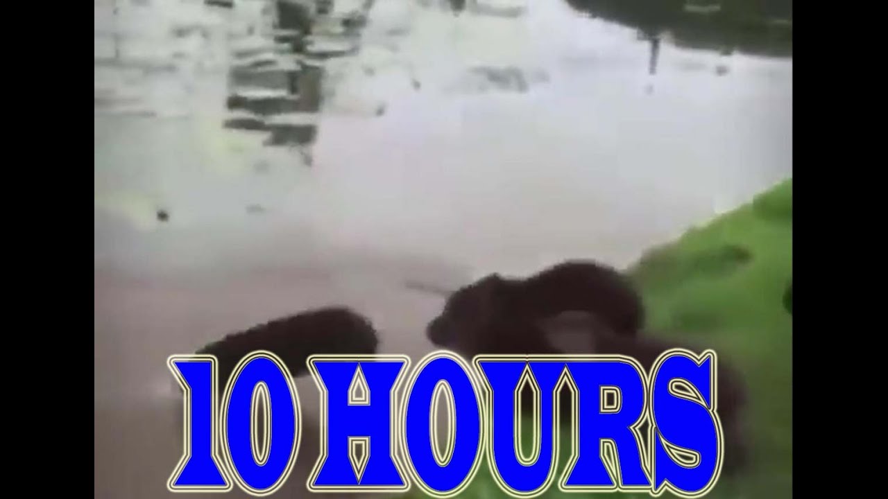 CAPYBARA JUMPING IN LAKE (10 HOURS) - YouTube