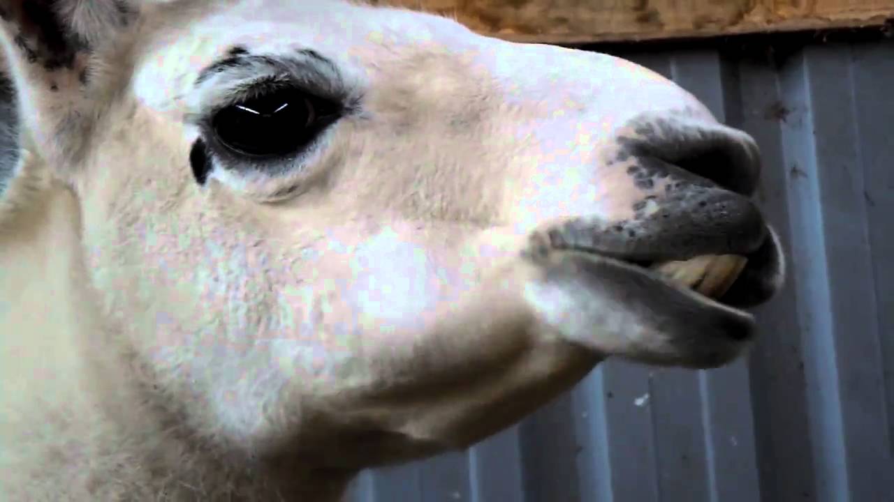Llama Chewing - YouTube