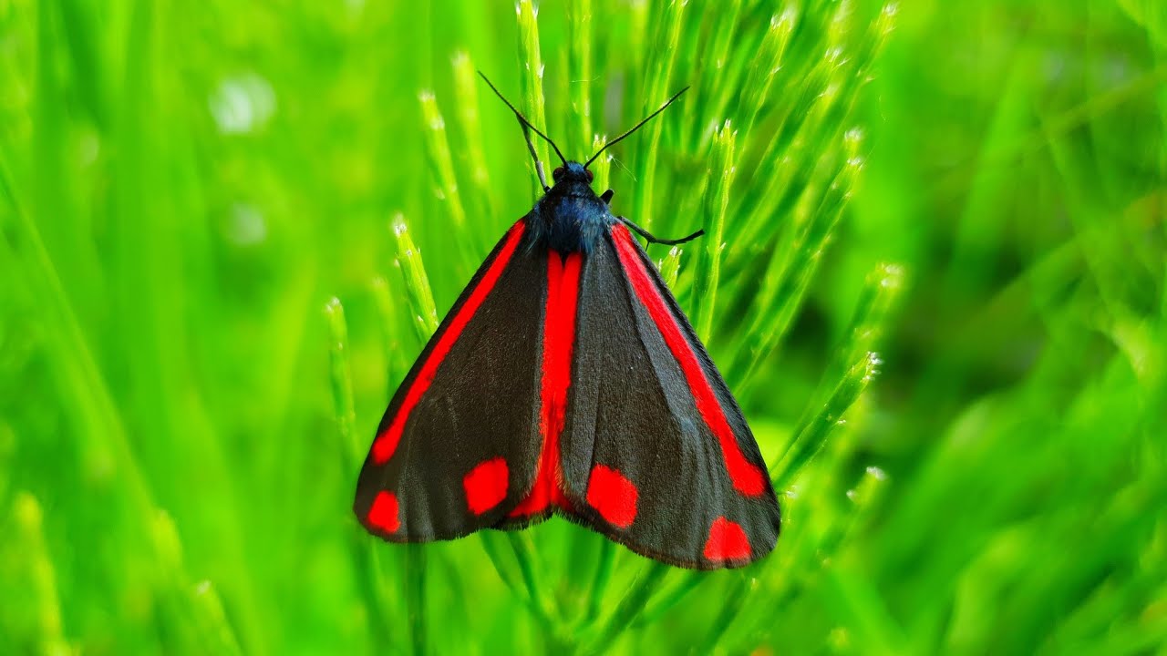 Slow-Mo of a Cinnabar Moth taking off - YouTube