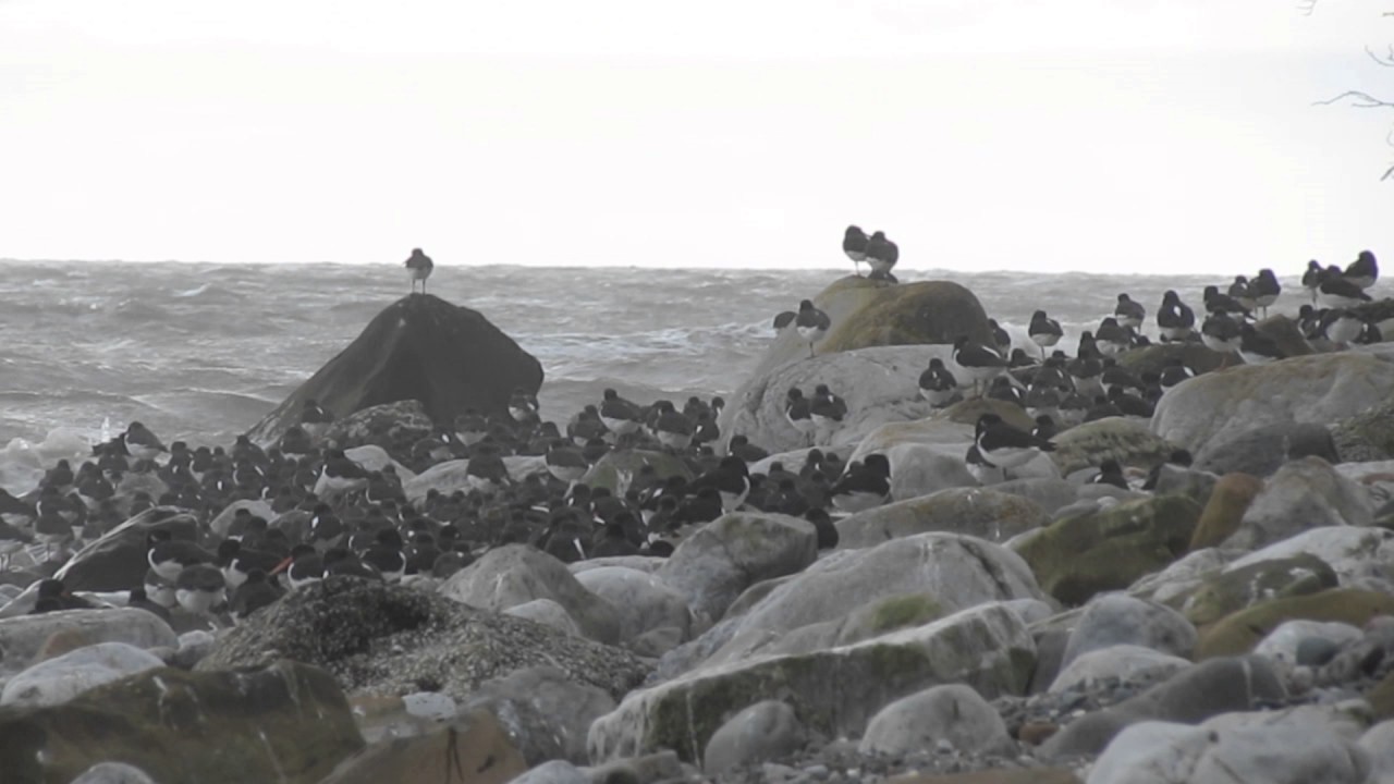 Aldingham Beach 16 March 2017 - YouTube