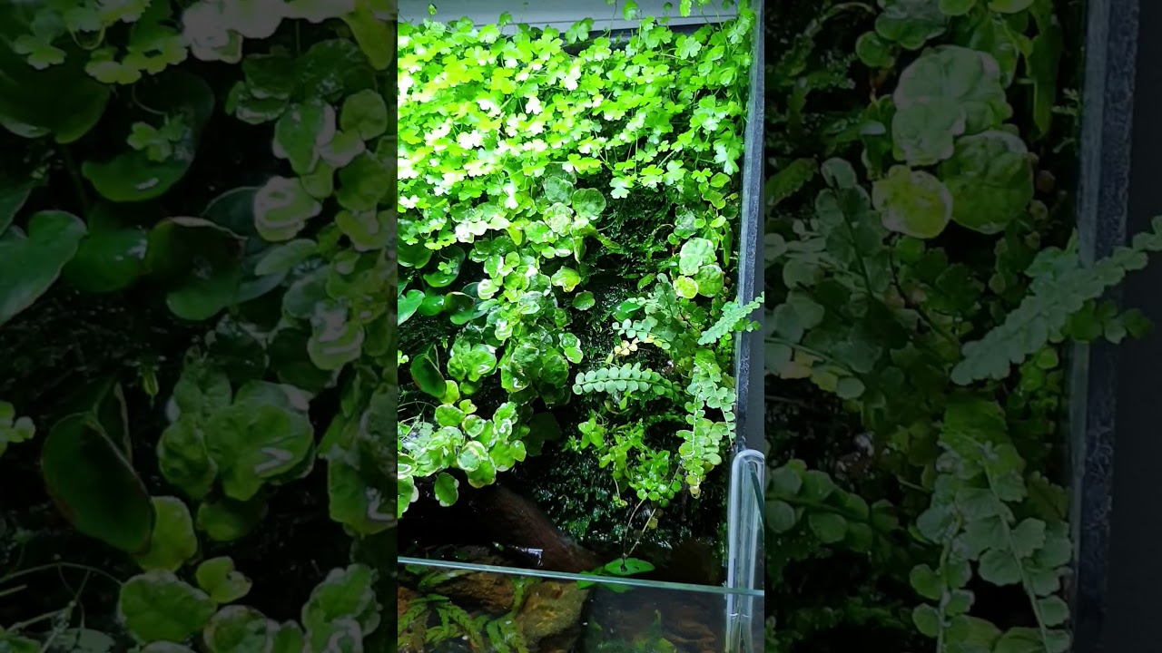Paludarium | Betta | Aquascape the nature - YouTube