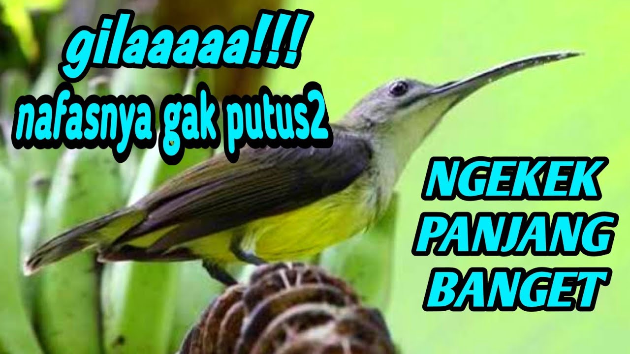 Wahhh ini gila sih pijantung pisang nembak bisa sepanjang dan sekasar ...