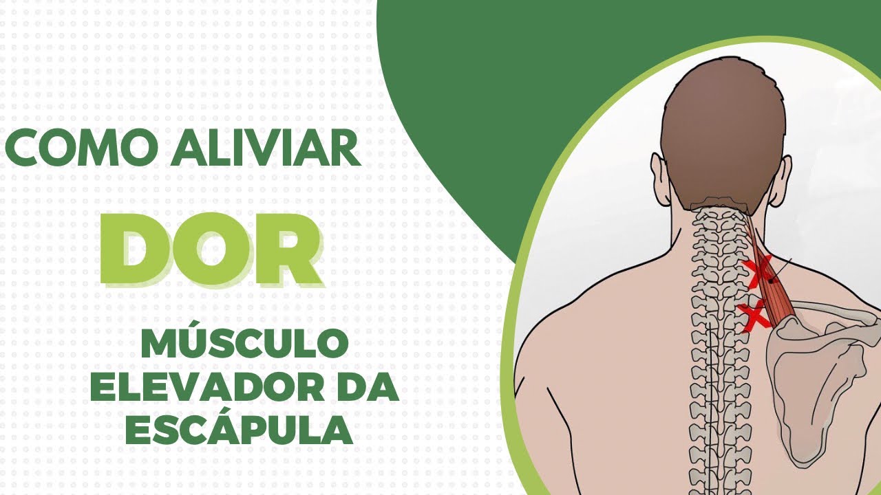 Exercicios Levantador Da Escapula Músculo Levantador Da Escápula