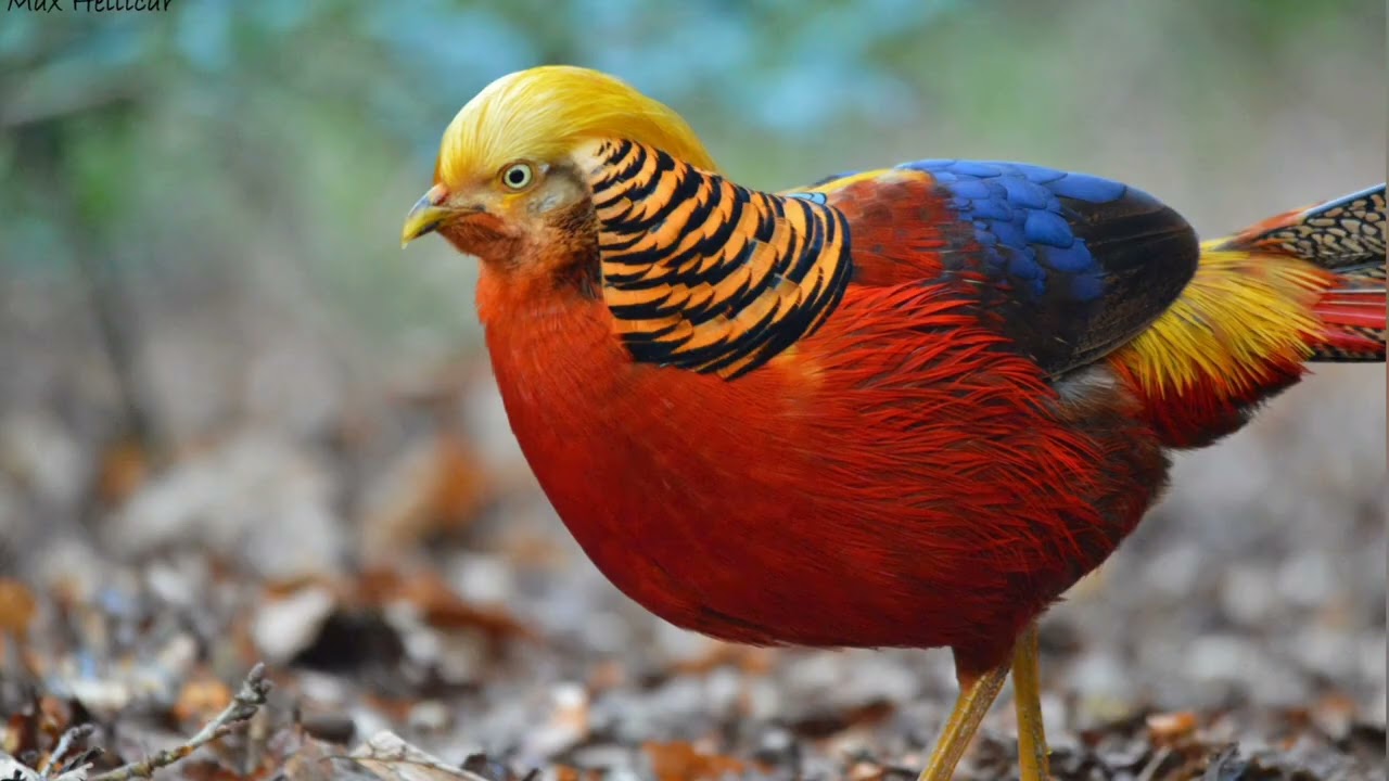 Golden Pheasant Bird full informations in Bengali ll Golden Pheasant ...