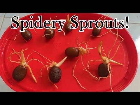 How To Plant Snake Fruit From Seeds