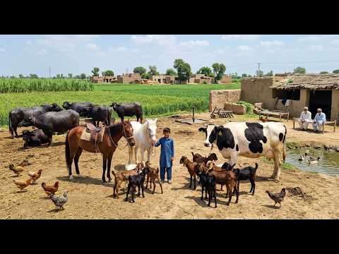 Unseen Desi Village Tour In Pakistan  Lots of Fun in Desi Farm and Village