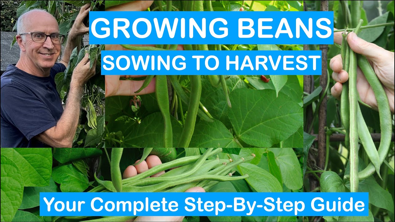 GROWING BEANS MASTERCLASS – STEP-BY-STEP GUIDE – CLIMBING BEANS SOWING ...