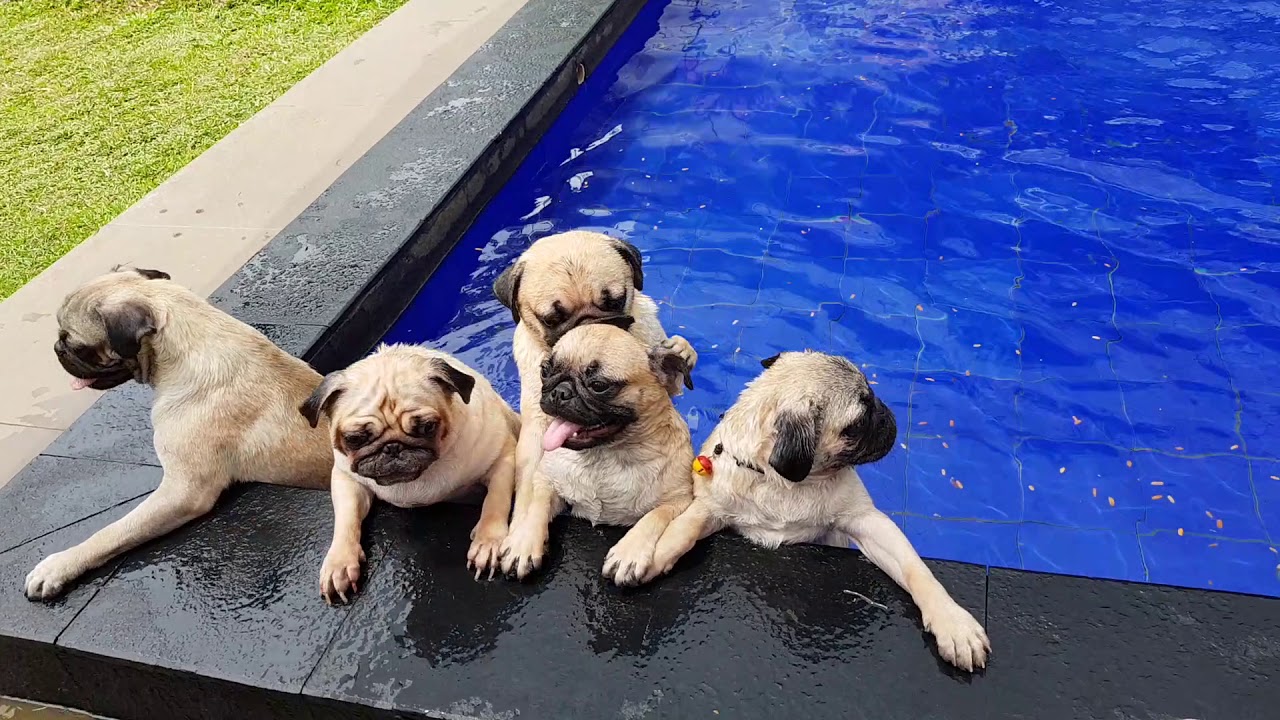 Pug swim -Chelsea the pug - YouTube