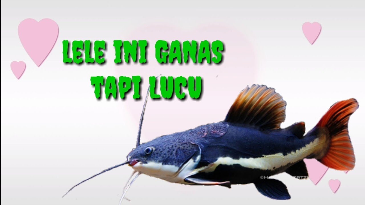 Ikan rtc (redtail catfish) - YouTube