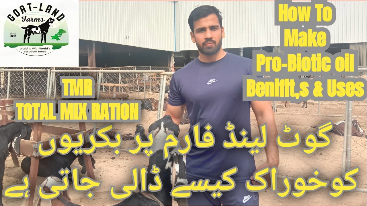 Goat Land Farms || How To Make Pro-Biotic Oil Benefit & Uses ...