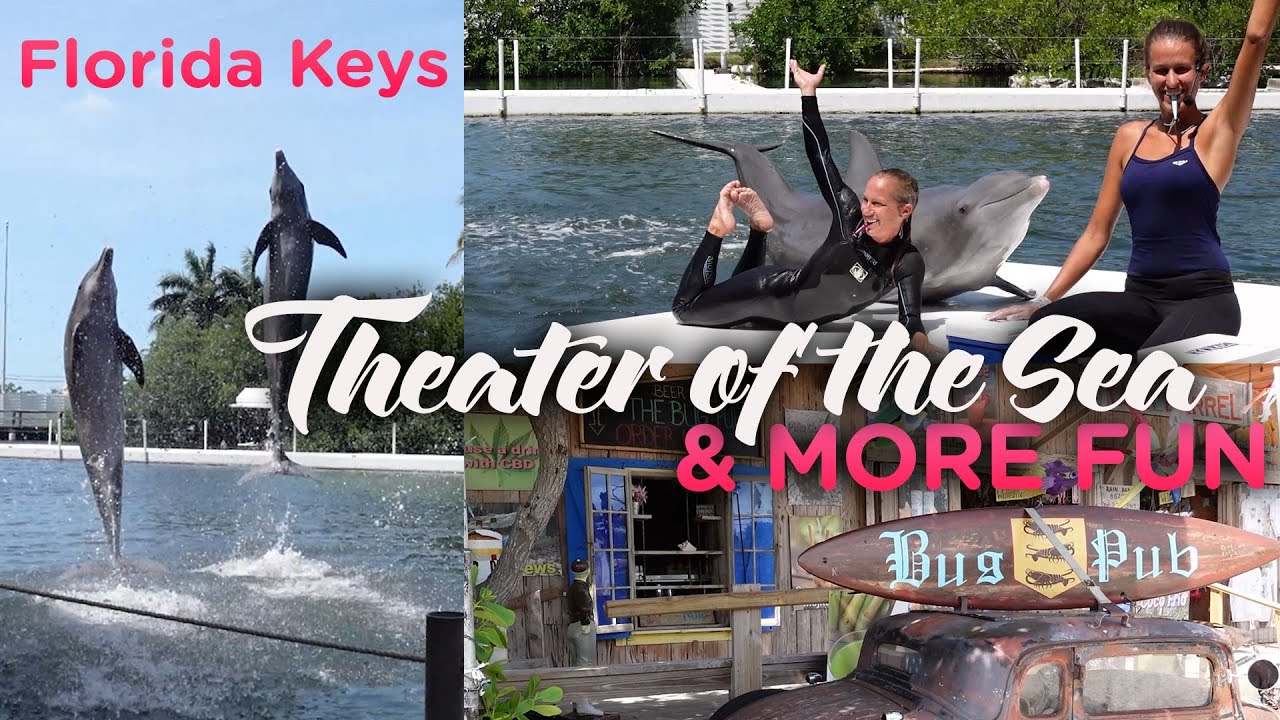 Theater of the Sea & fun things to do around the Florida Keys 🐬 Dolphin ...