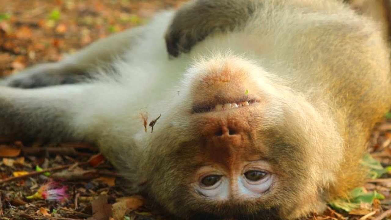 Wild Monkey Comfortable Time | Monkey Tube - YouTube