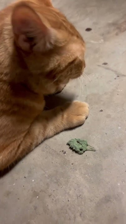 Georgie gets catnip…. - YouTube