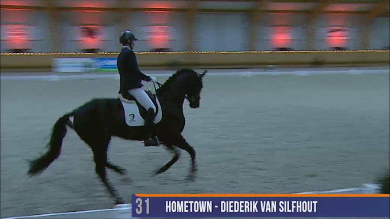 'Hometown' (v.Apache x Ferro) @ Stallion competition Kronenberg - YouTube
