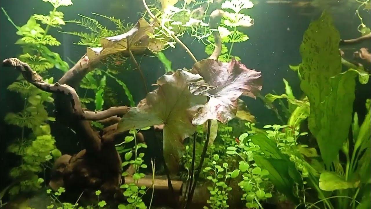 Juwel Primo 110 Aquarium 3 - YouTube