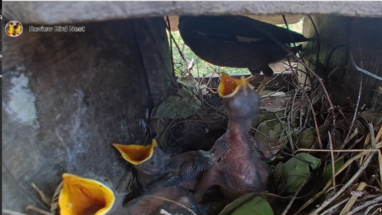 Common myna Birds Feed the baby in the nest well [ 27] [ Review Bird ...