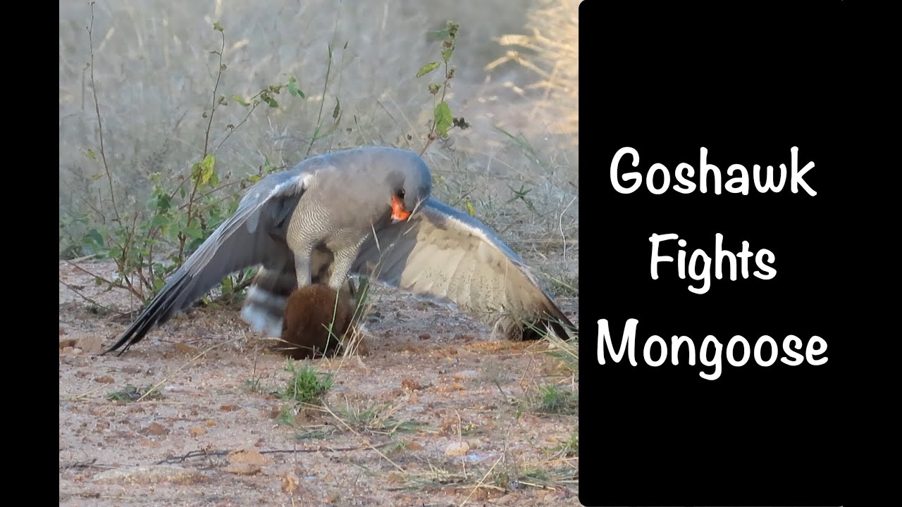 Goshawk Attacks Mongoose in Rare Battle | Wild Safari - YouTube