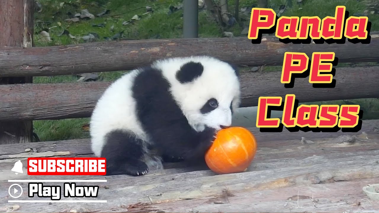 What Do Baby Pandas Learn In PE Class? | iPanda - YouTube