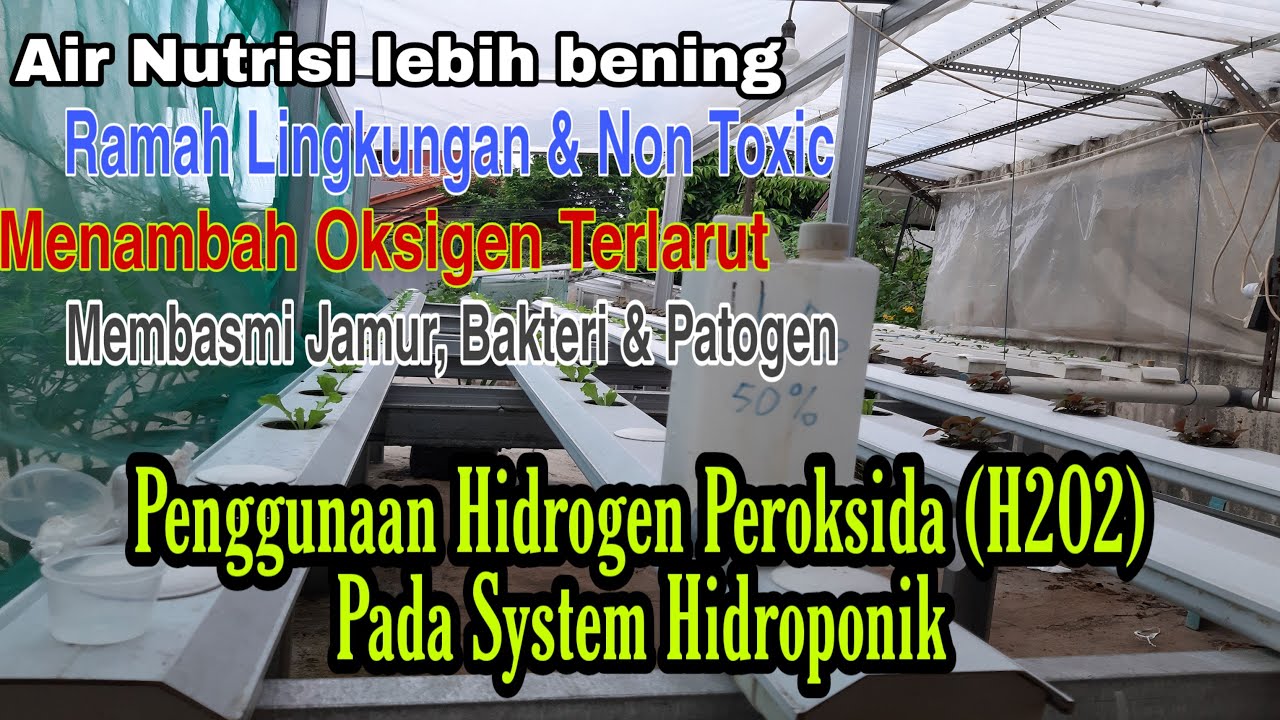 Penggunaan Hidrogen Peroksida H2O2 pada System Hidroponik # ...