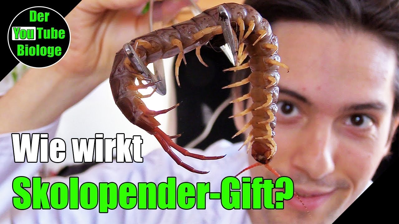 Skolopender - so wirkt ihr Gift - YouTube