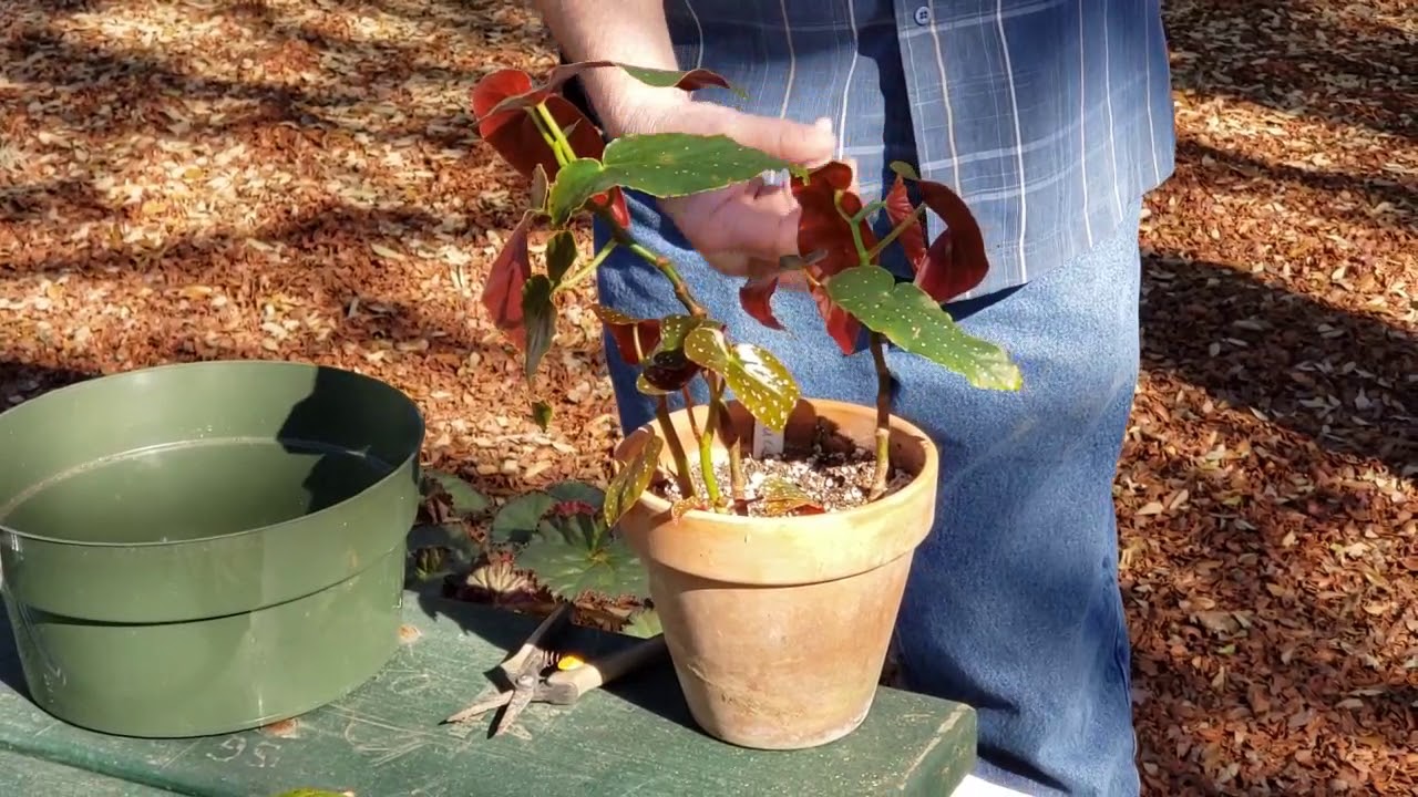 Doug Byrom Grooms Begonias HD - YouTube