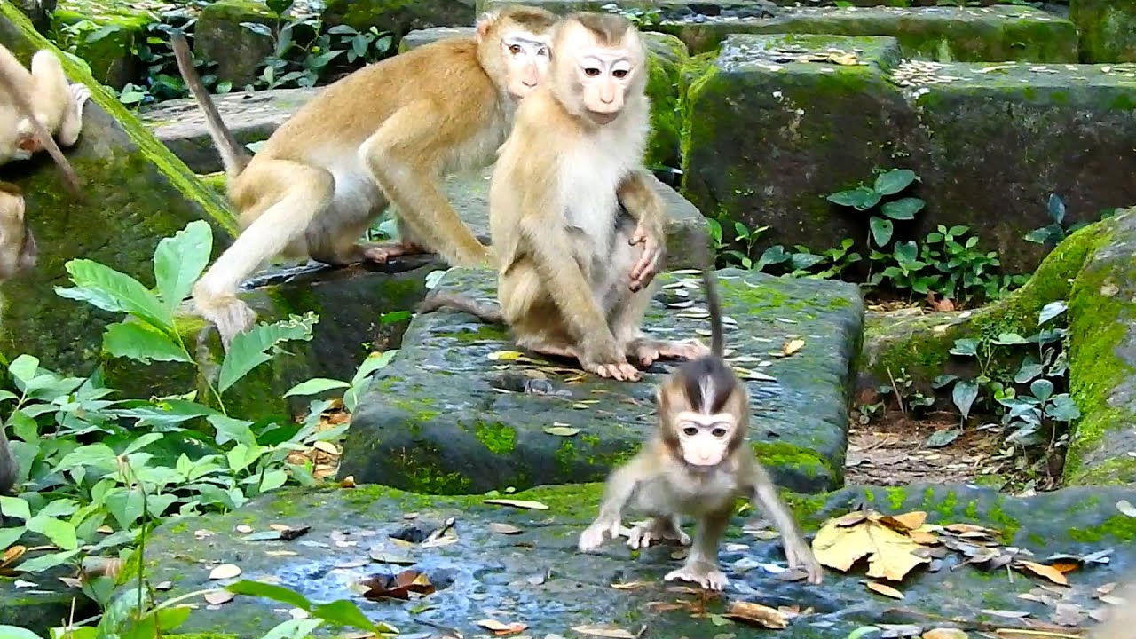 Baby Rainbow runs very fast to hug Libby, she is very happy playing ...