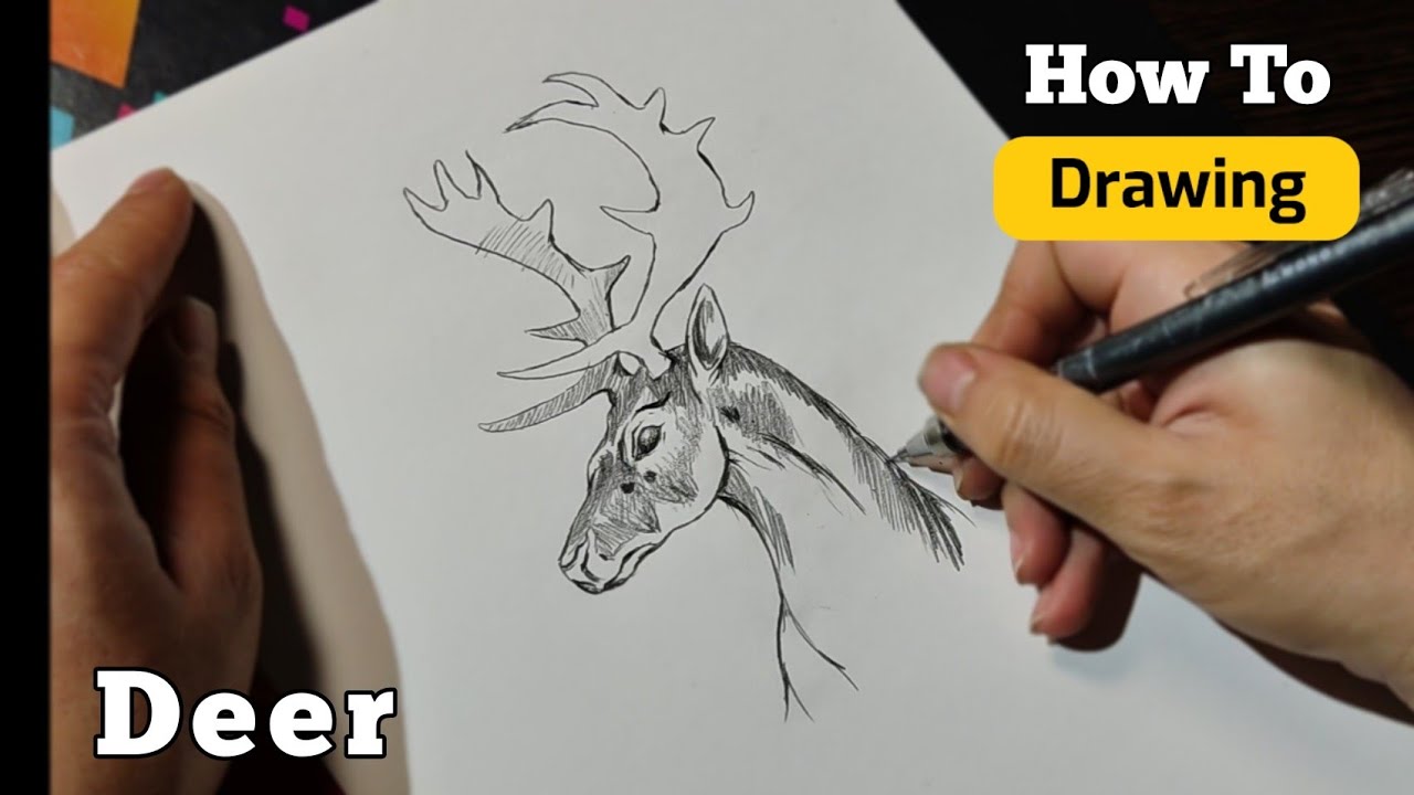 How to Draw Deer | How to Drawing - YouTube