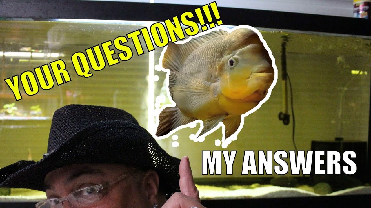Fish Questions - My Answers- #thecichlidcowboy - YouTube