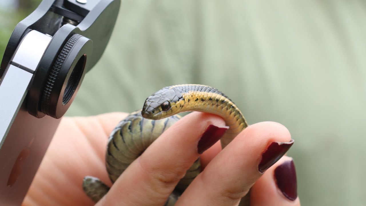 Snake Research at the Urban Ecology Center - YouTube