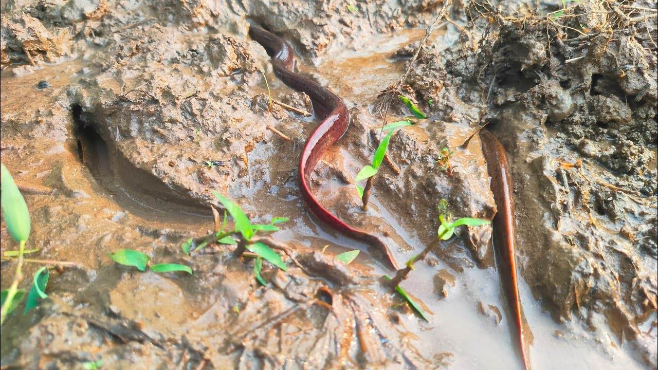 eels fishing in the mud//catch a lots of eels fish - YouTube