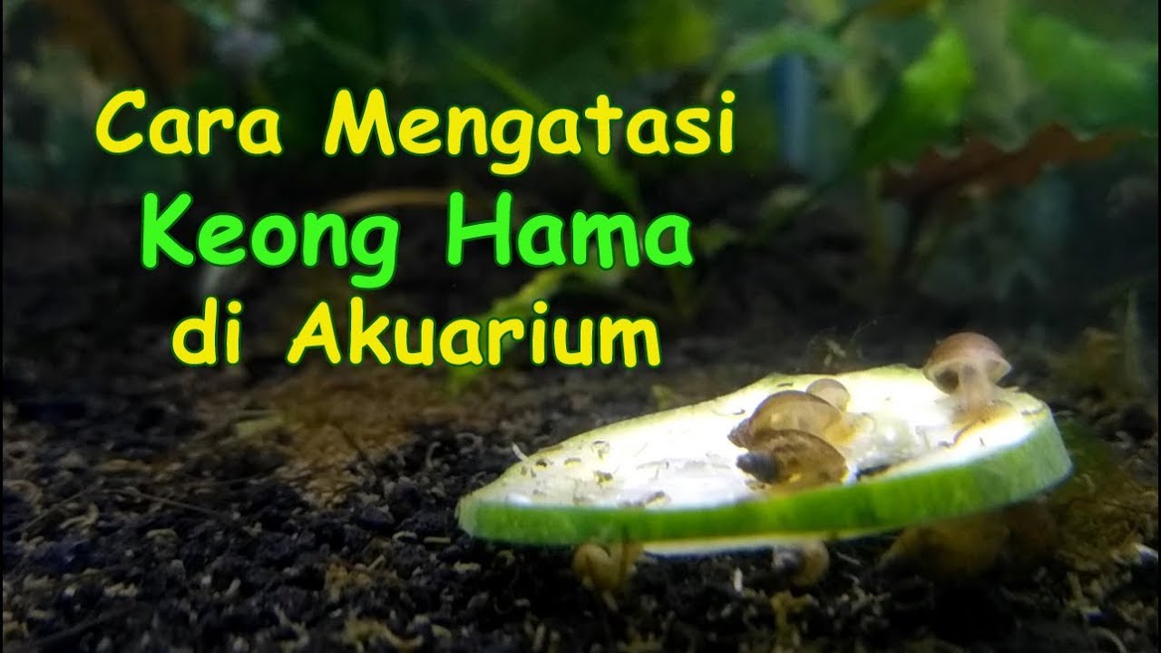 Cara Mengatasi Keong Hama di Aquascape - YouTube