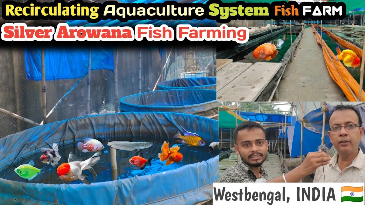 See how a chartered accountant is farming ornamental fish in India ...