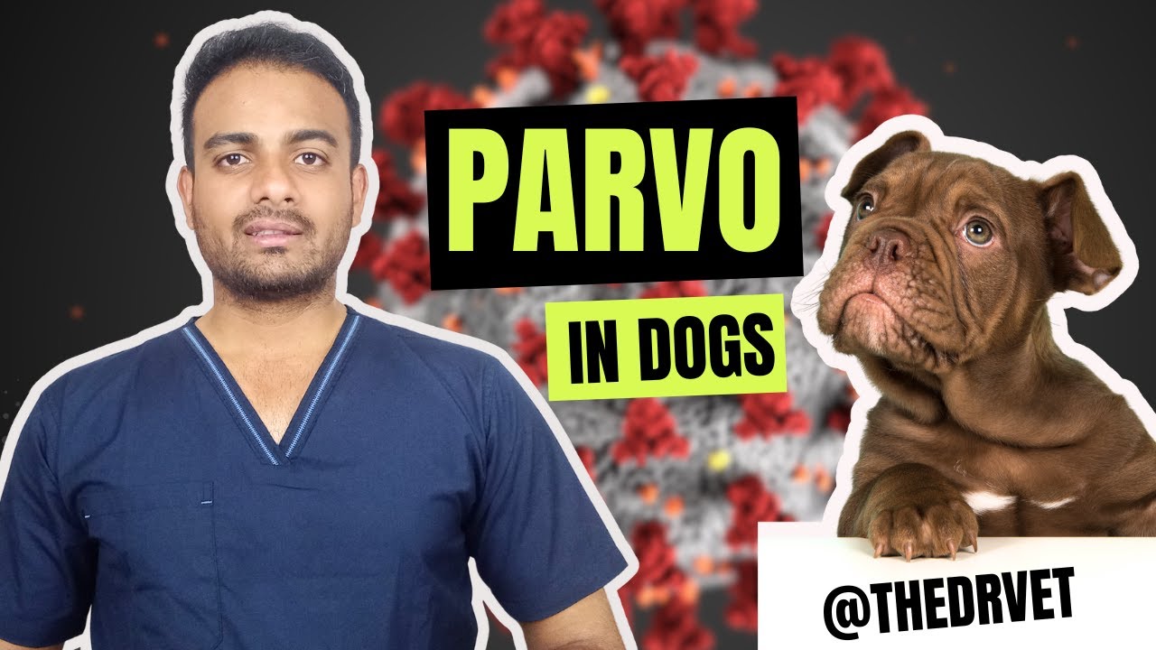 Parvovirus in Dogs | Signs Symptoms Treatment and Diagnosis of Parvo in ...
