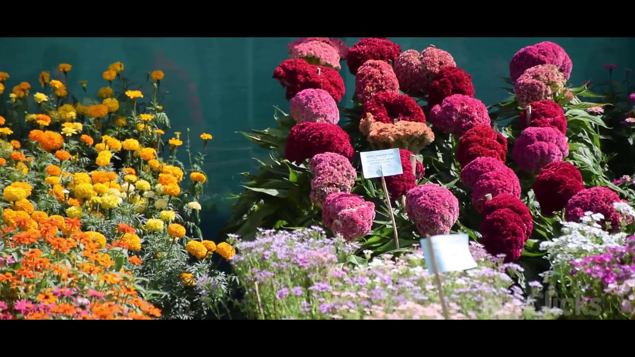 Lalbhag Flower show 2023 | Bahubali Bangalore - YouTube