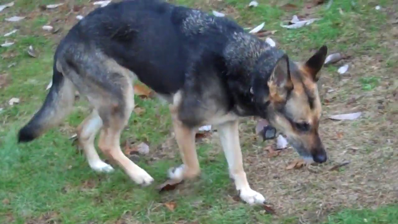 Day 47 post CCL ACL tear German Shepherd dog Zero attempting non ...